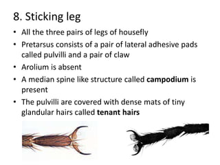 Modifications in Insect leg | PPT