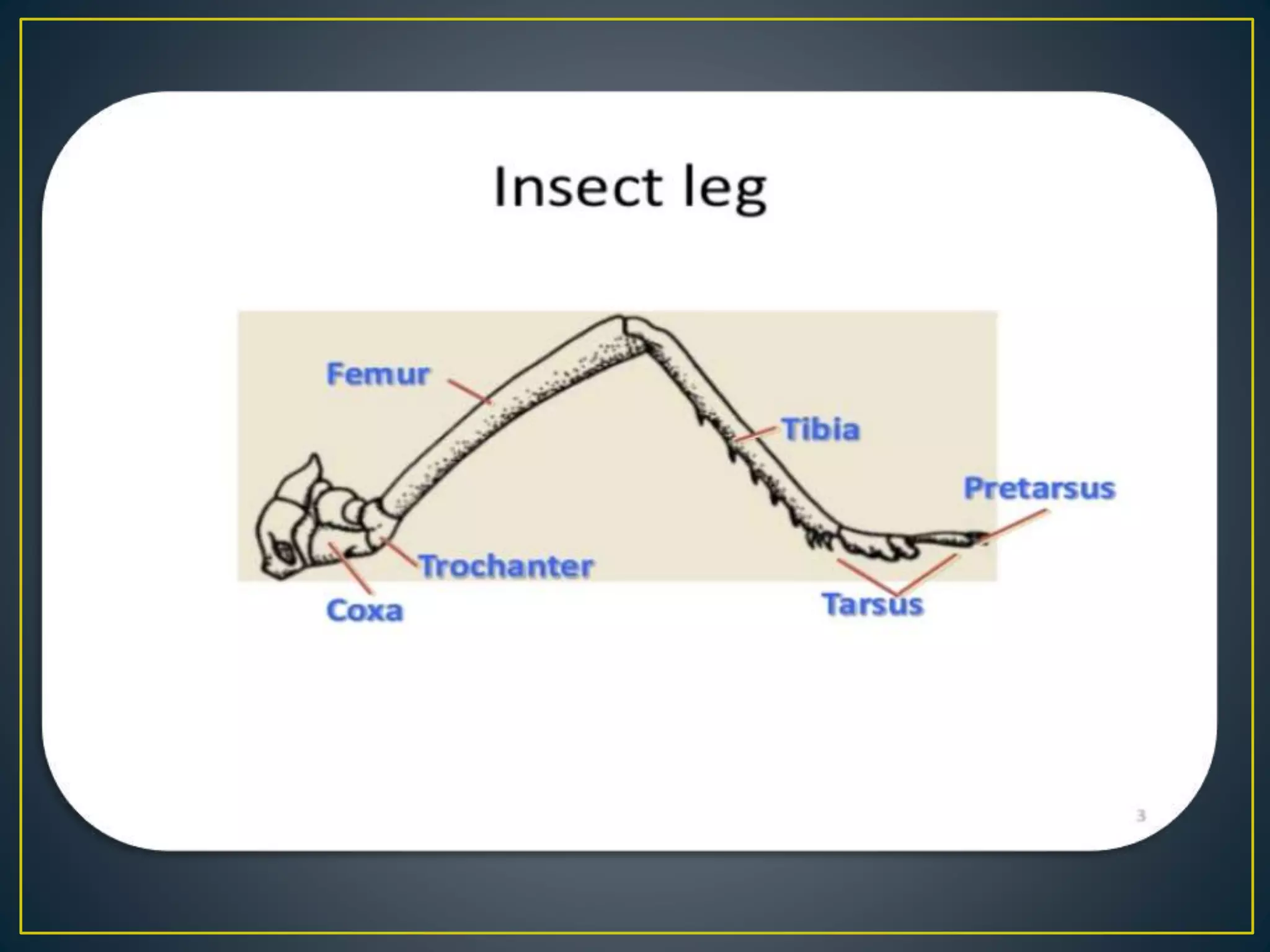 Insect leg | PPT