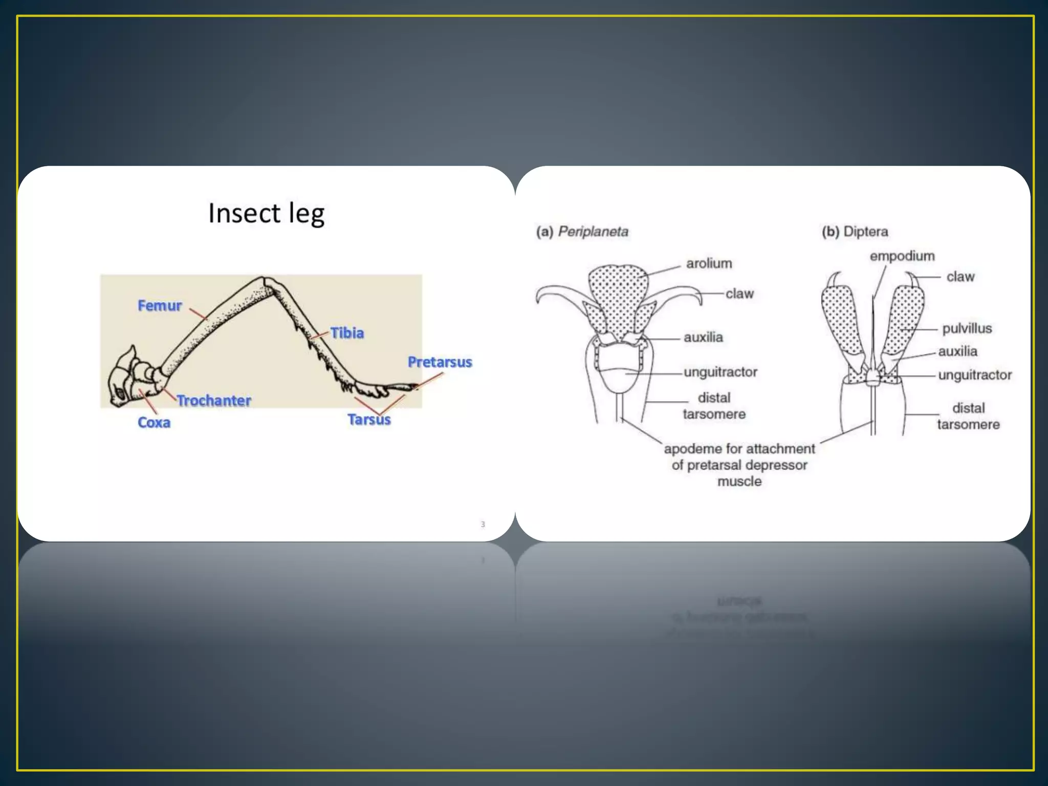 Insect leg | PPT