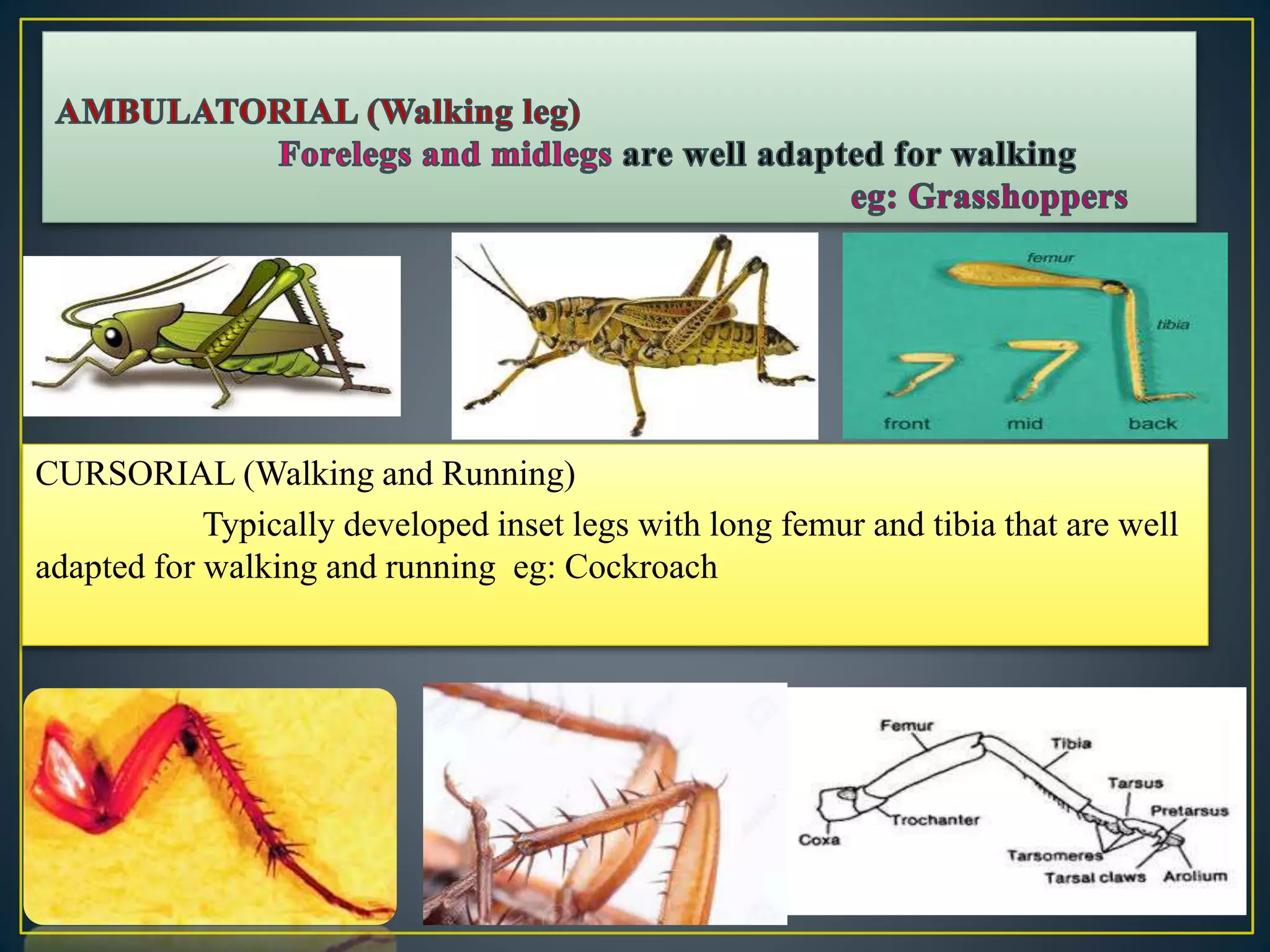 Insect leg | PPT