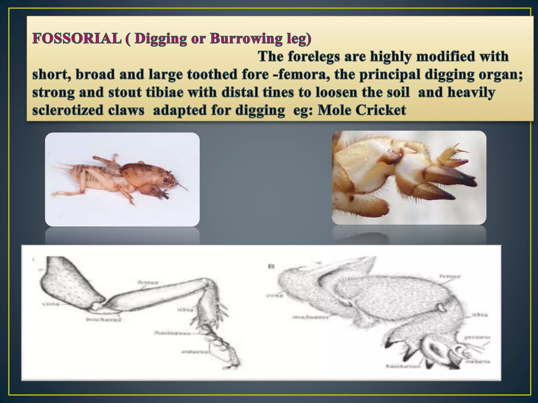 Insect leg | PPT