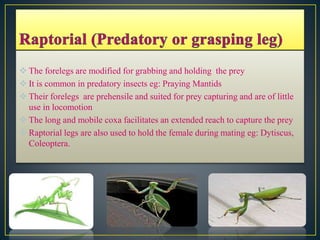 Insect leg | PPTX