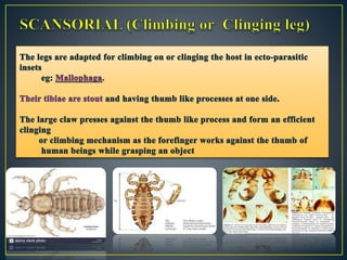 Insect leg | PPT
