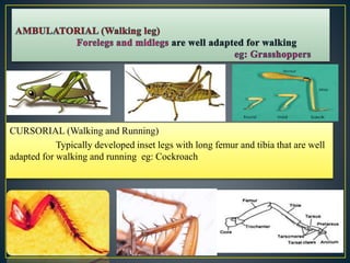 Insect leg | PPT