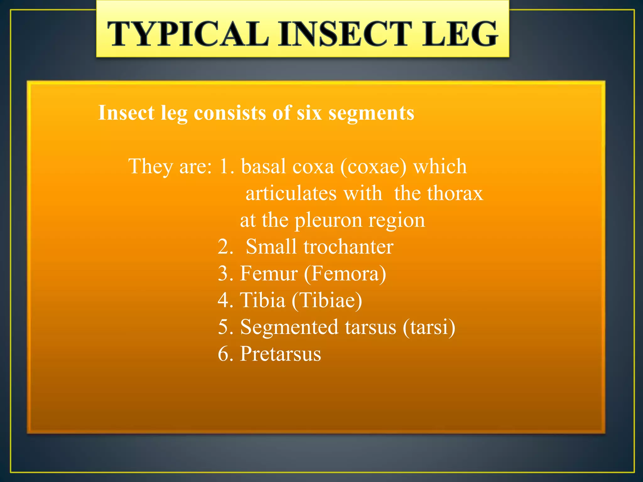 Insect leg | PPTX