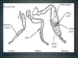 Insect leg | PPTX