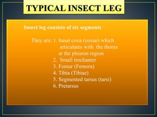 Insect leg | PPTX
