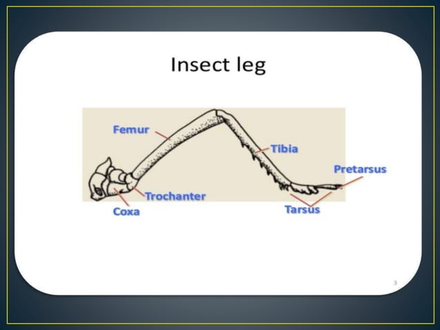 Insect leg | PPTX
