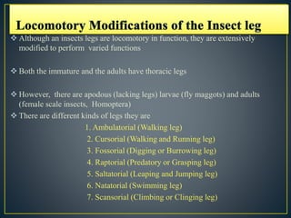 Insect leg | PPTX