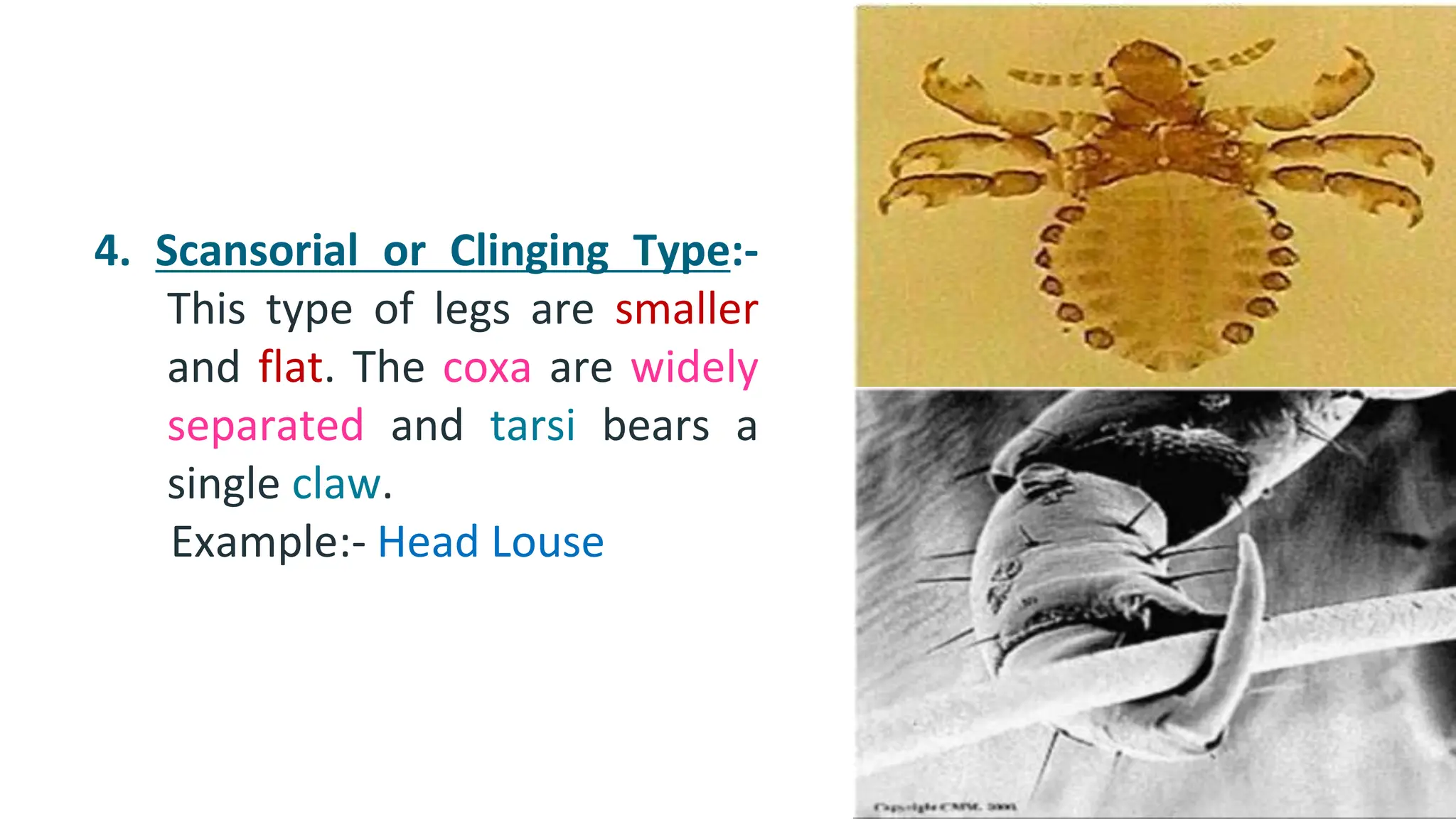 Modification of arthropoda (insect ) Leg.pdf