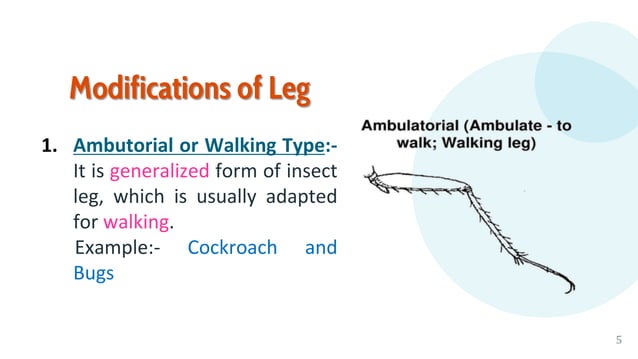 Modification of arthropoda (insect ) Leg.pdf