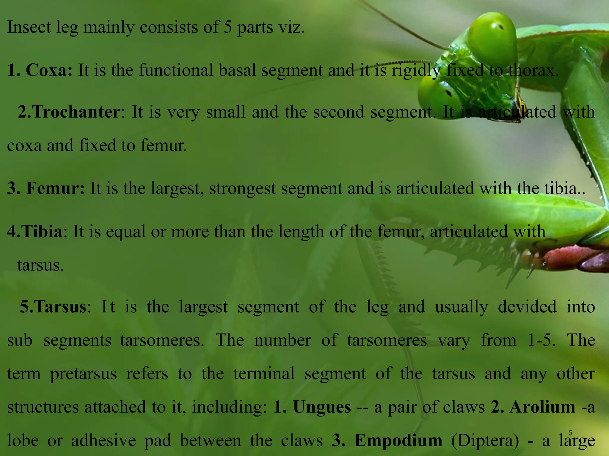 Insect Legs: Specialized for Success"* pptx. | PPTX