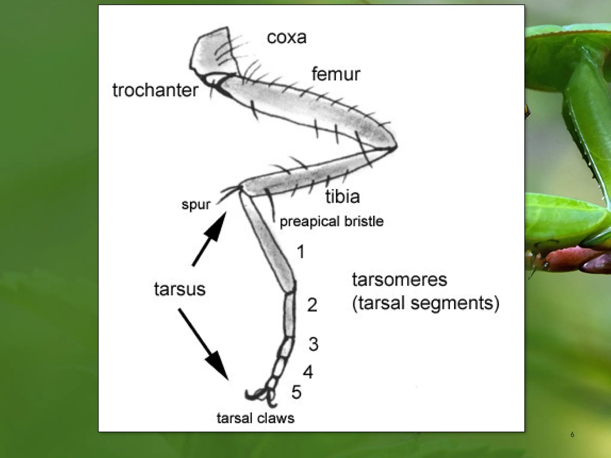 Insect Legs: Specialized for Success"* pptx. | PPTX