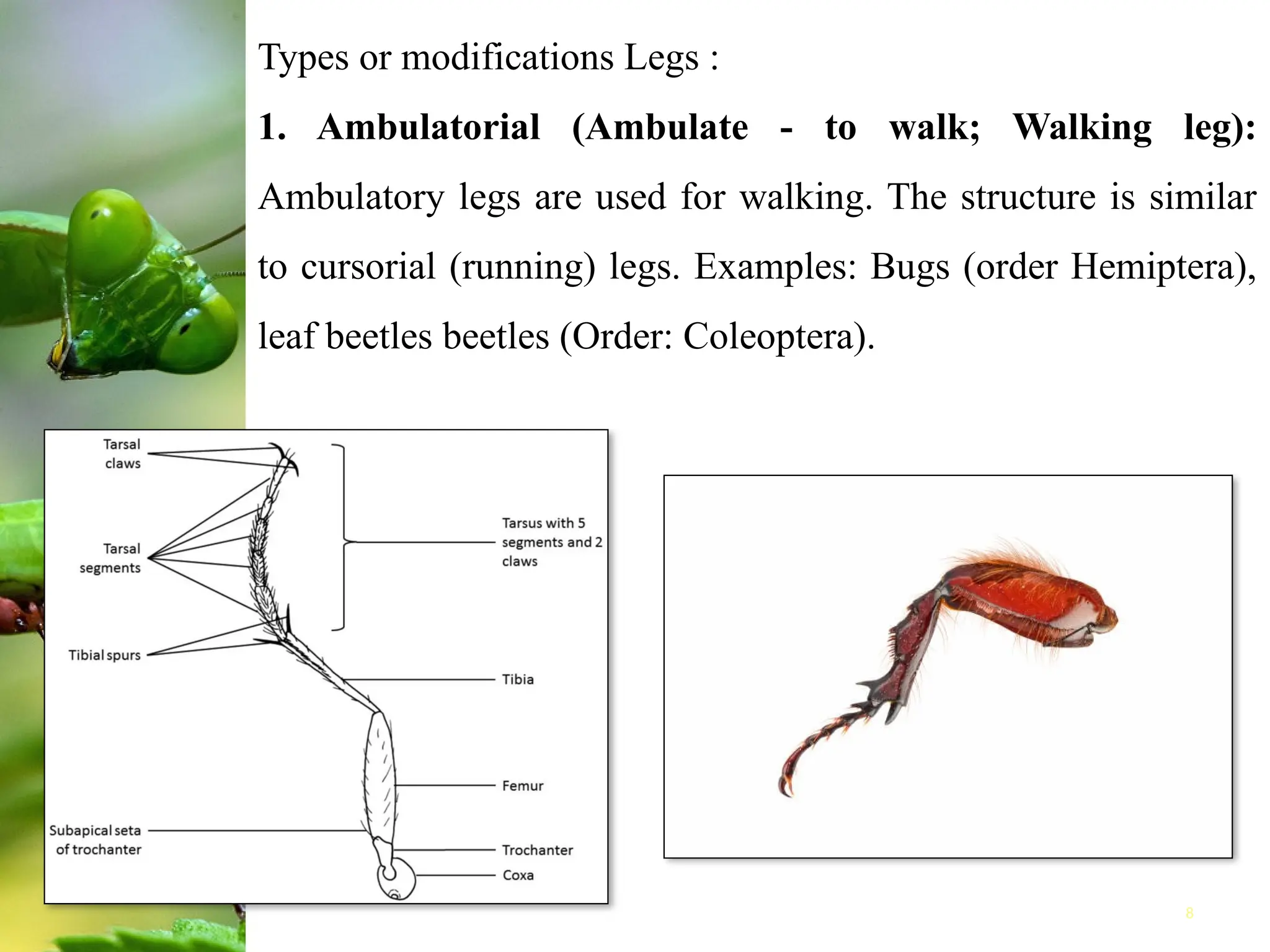 Insect Legs: Specialized for Success"* pptx. | PPTX