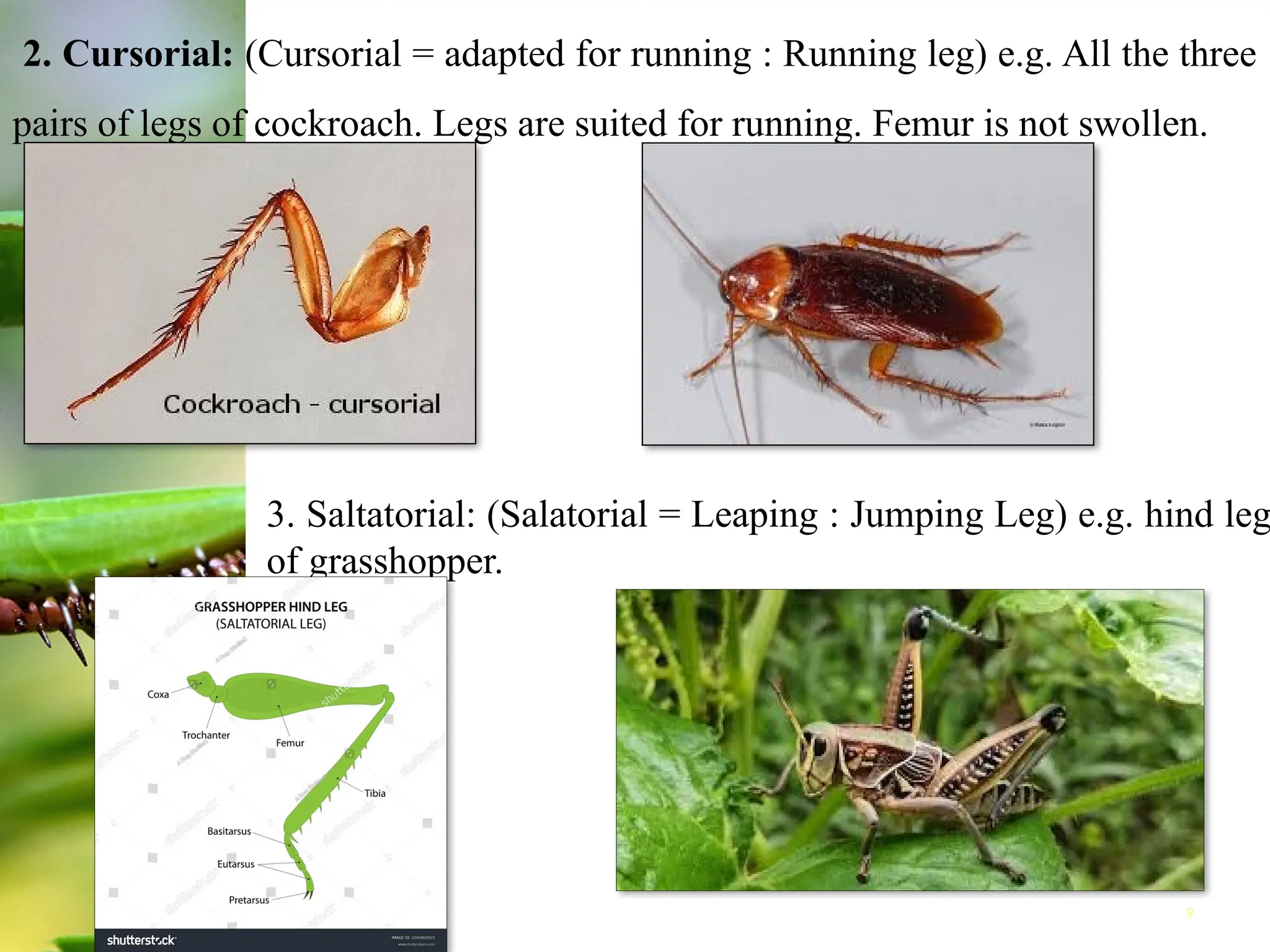 Insect Legs: Specialized for Success"* pptx. | PPTX