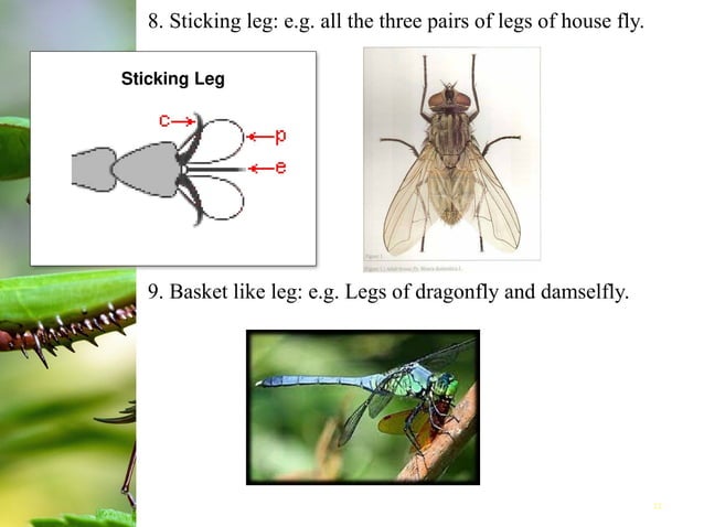 Insect Legs: Specialized for Success"* pptx. | PPTX