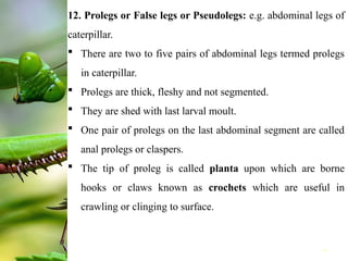 Insect Legs: Specialized for Success"* pptx. | PPTX