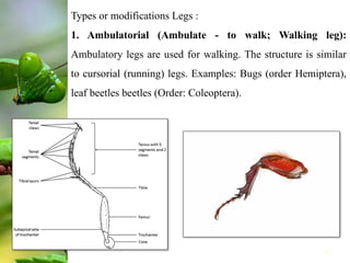 Insect Legs: Specialized for Success"* pptx. | PPTX