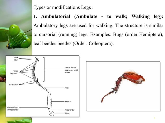 Insect Legs: Specialized for Success"* pptx. | PPTX