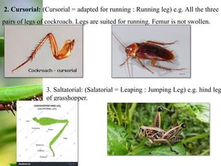 Insect Legs: Specialized for Success"* pptx. | PPTX