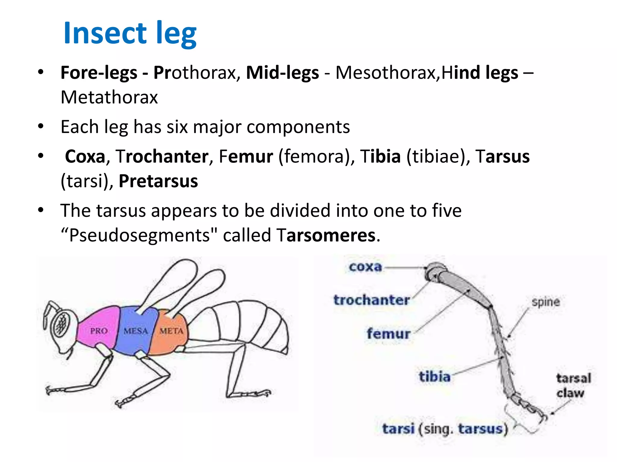 Insect leg | PPTX