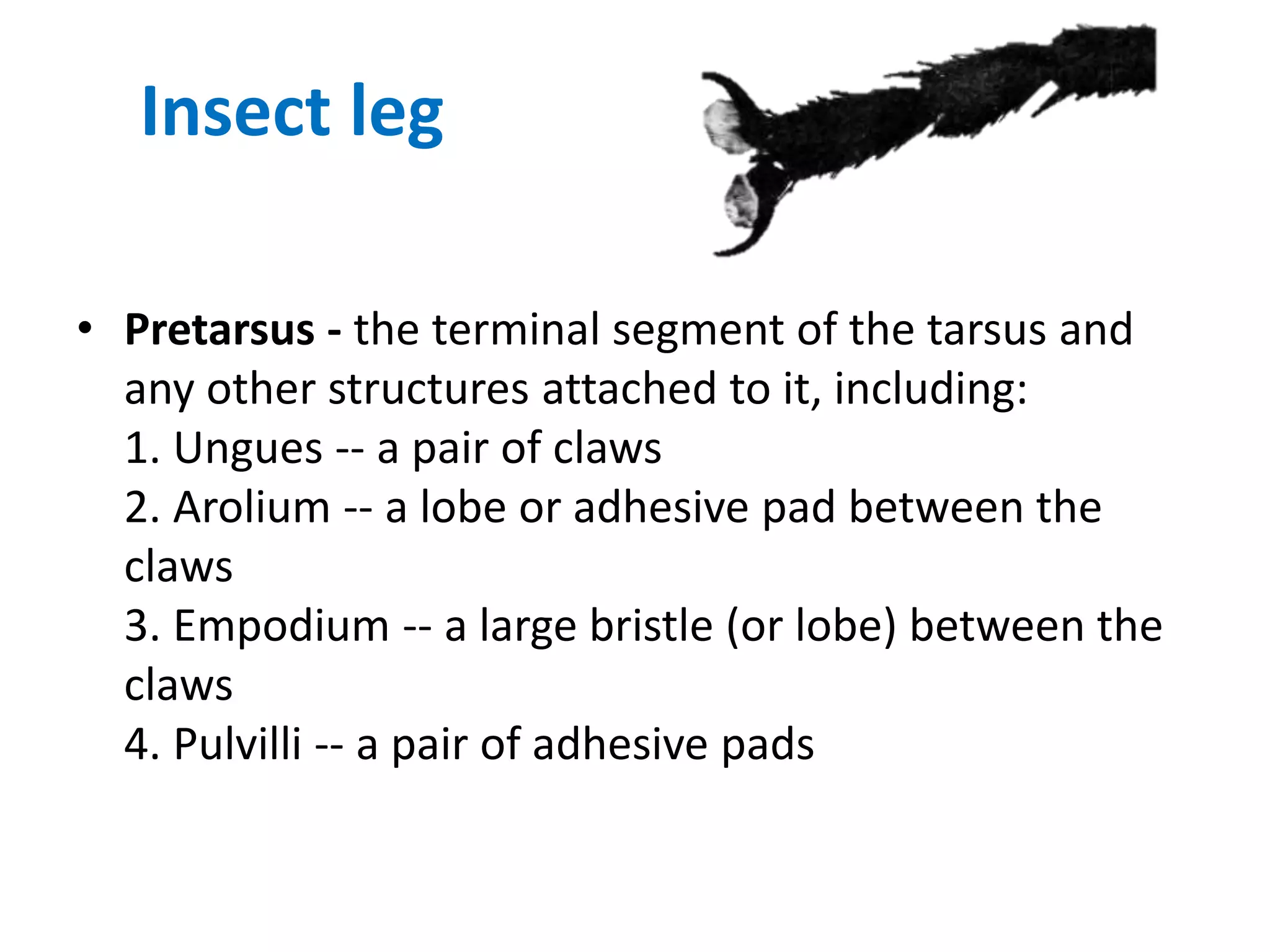 Insect leg | PPTX