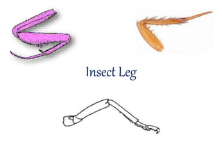 Insect leg | PPTX