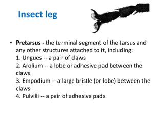 Insect leg | PPTX