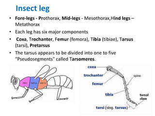 Insect leg | PPT