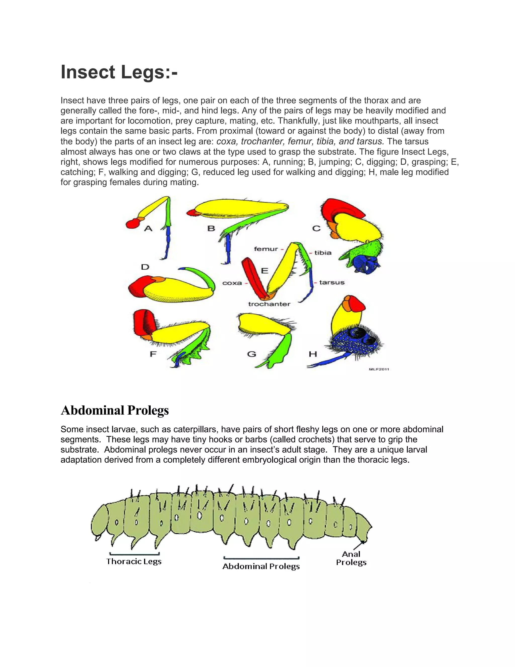 Insect legs and it's modifications | PDF