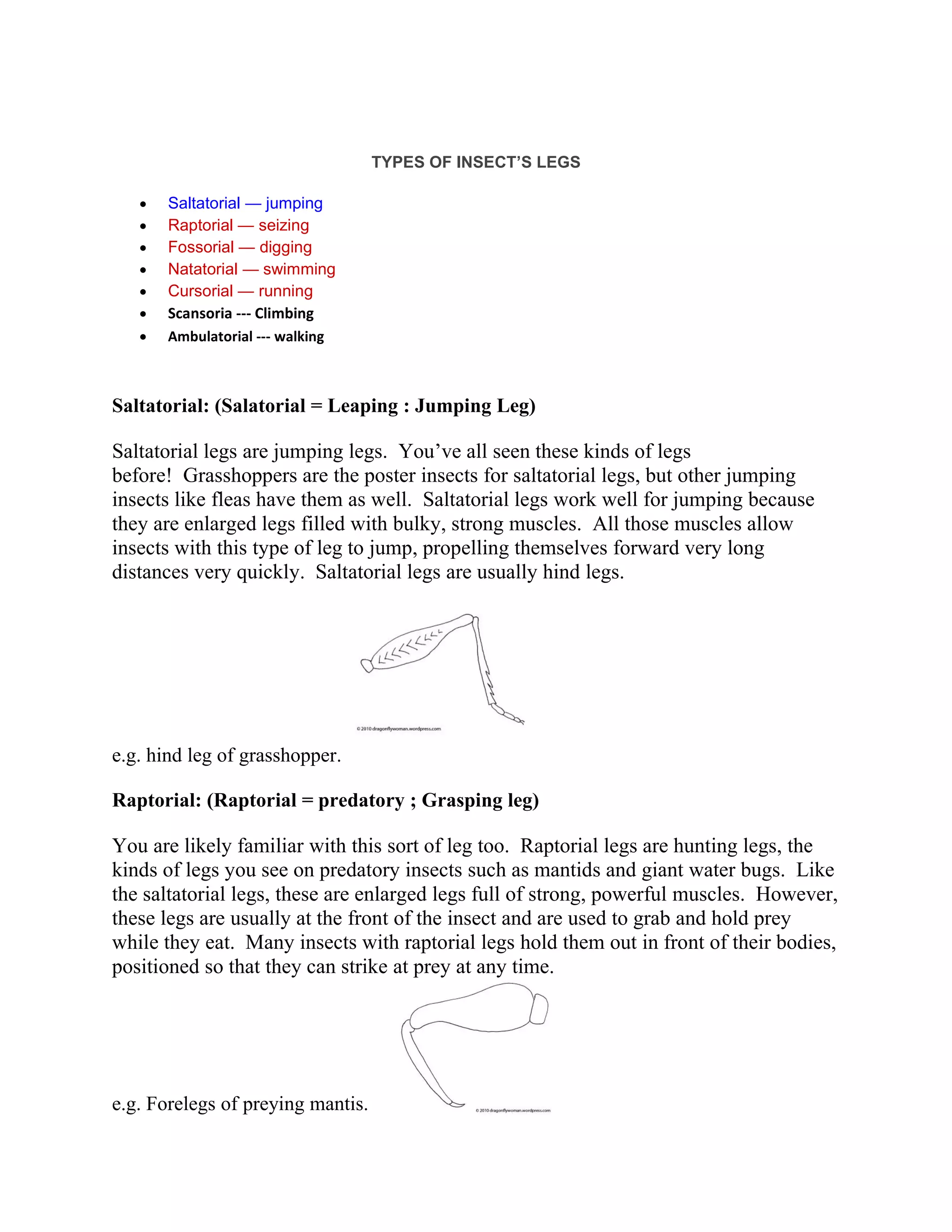 Insect legs and it's modifications | PDF