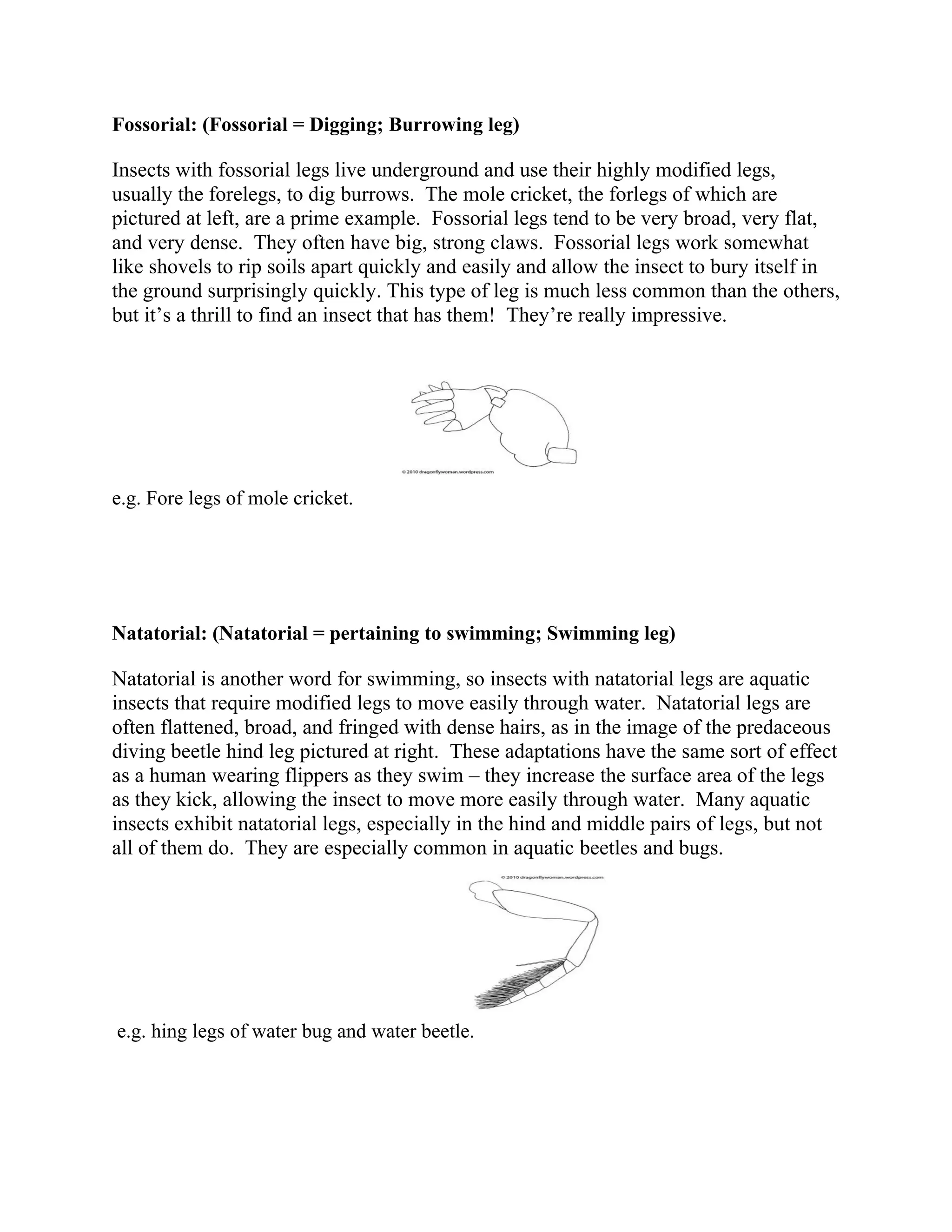 Insect legs and it's modifications | PDF