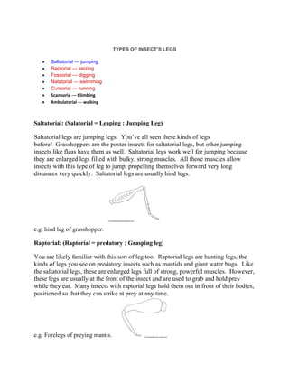 Insect legs and it's modifications | PDF
