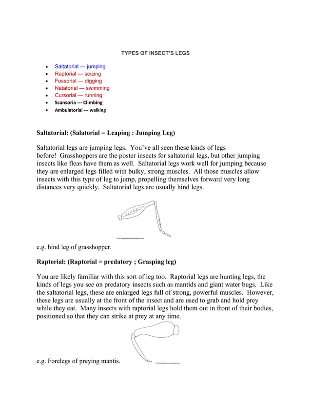 Insect legs and it's modifications | PDF | Swimming | Sports