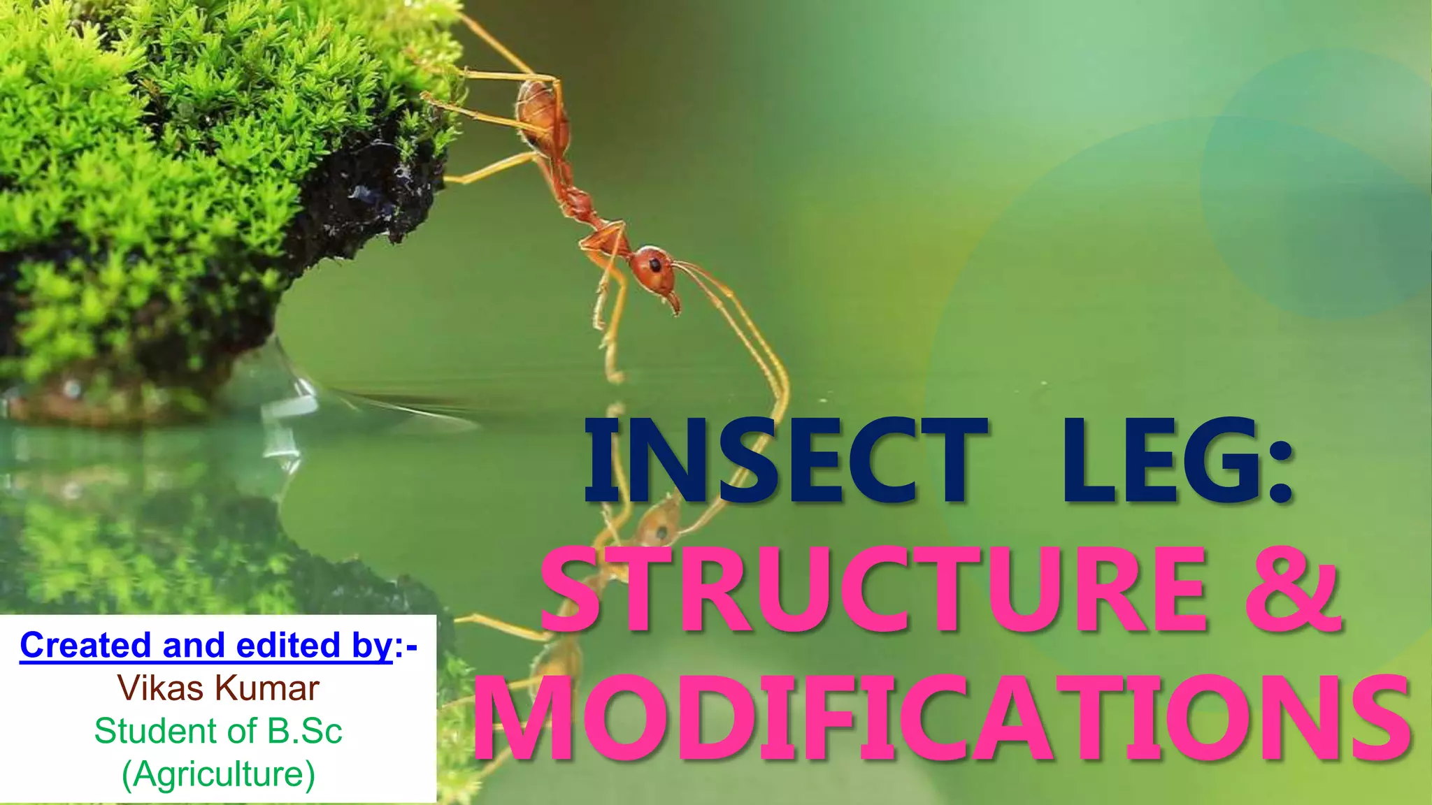 Insect Leg: Structure and Modifications | PPTX