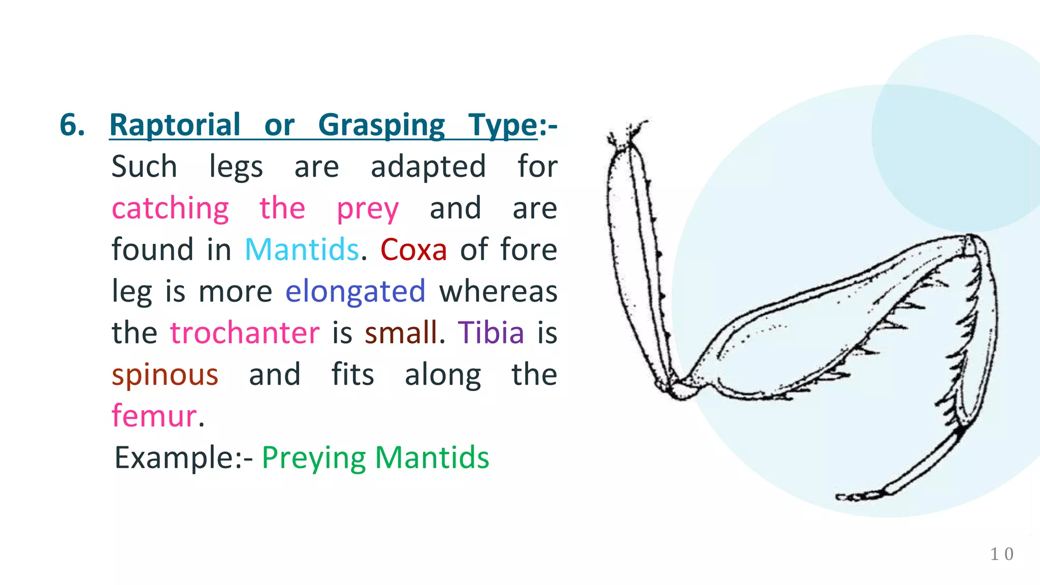 Insect Leg: Structure and Modifications | PPTX | Rowing | Sports