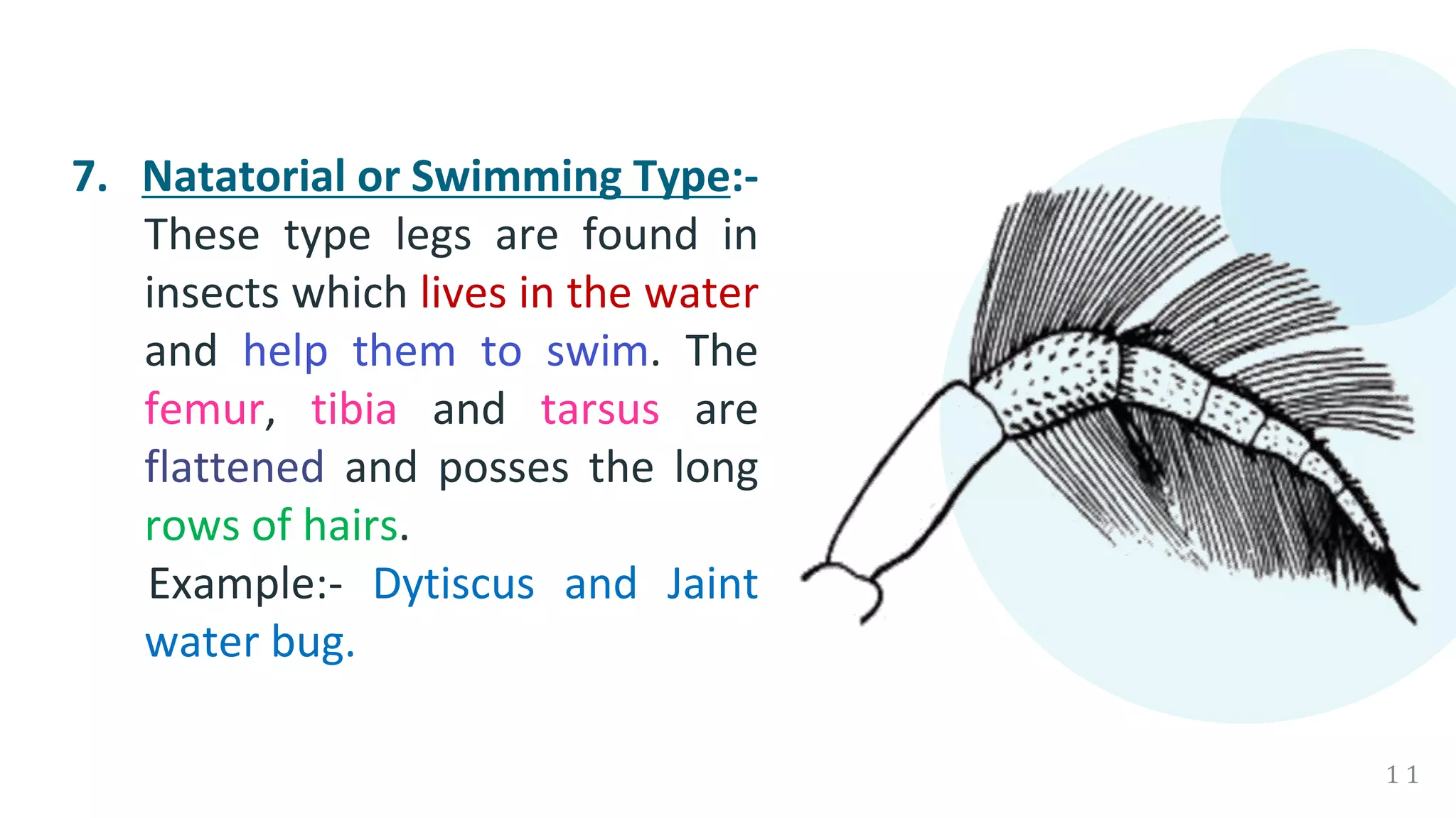Insect Leg: Structure and Modifications | PPTX | Rowing | Sports