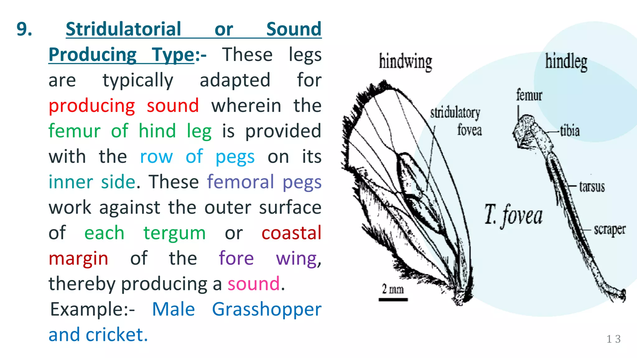 Insect Leg: Structure and Modifications | PPTX