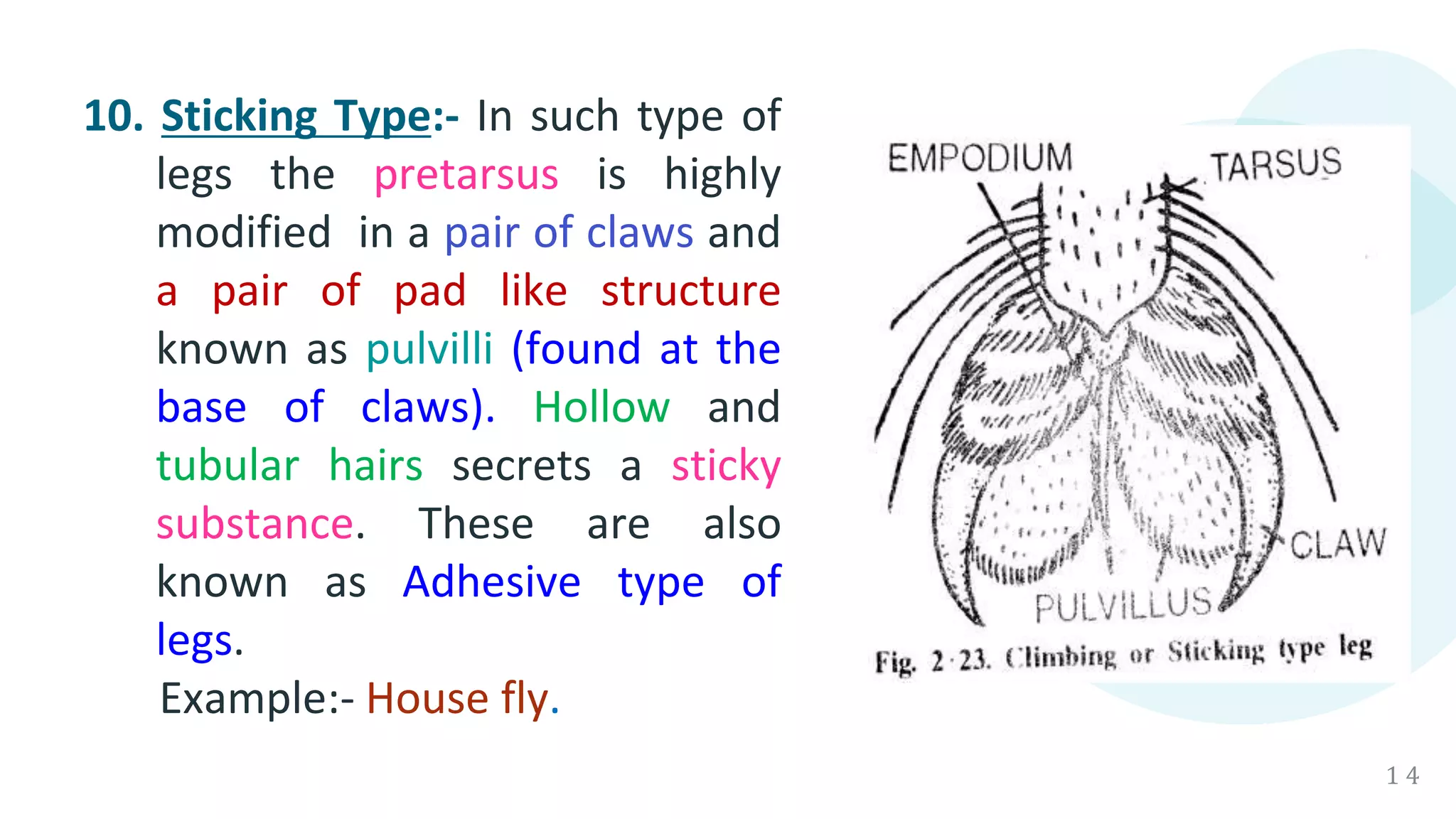 Insect Leg: Structure and Modifications | PPTX