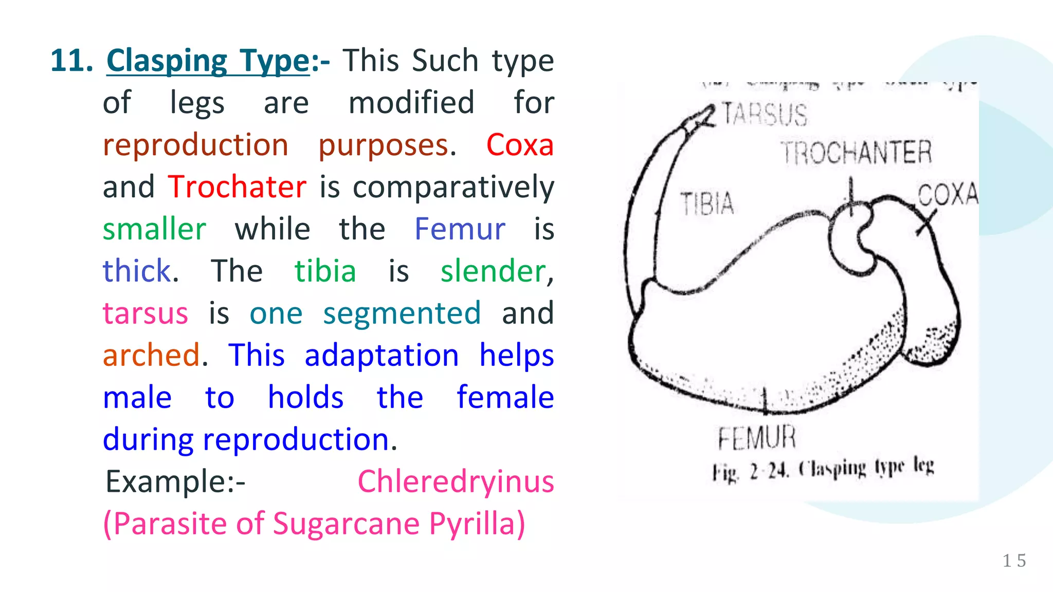 Insect Leg: Structure and Modifications | PPTX