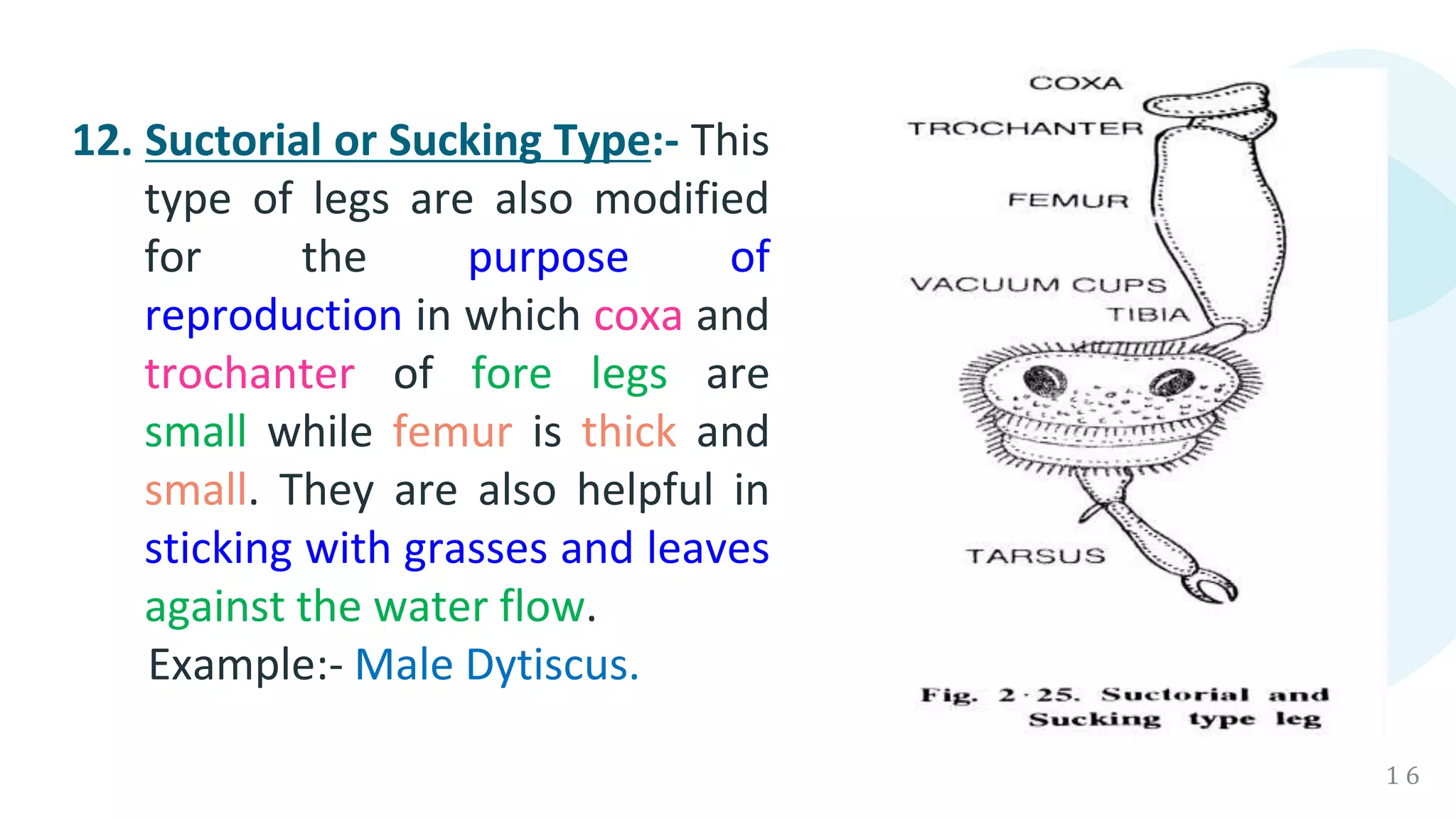 Insect Leg: Structure and Modifications | PPTX