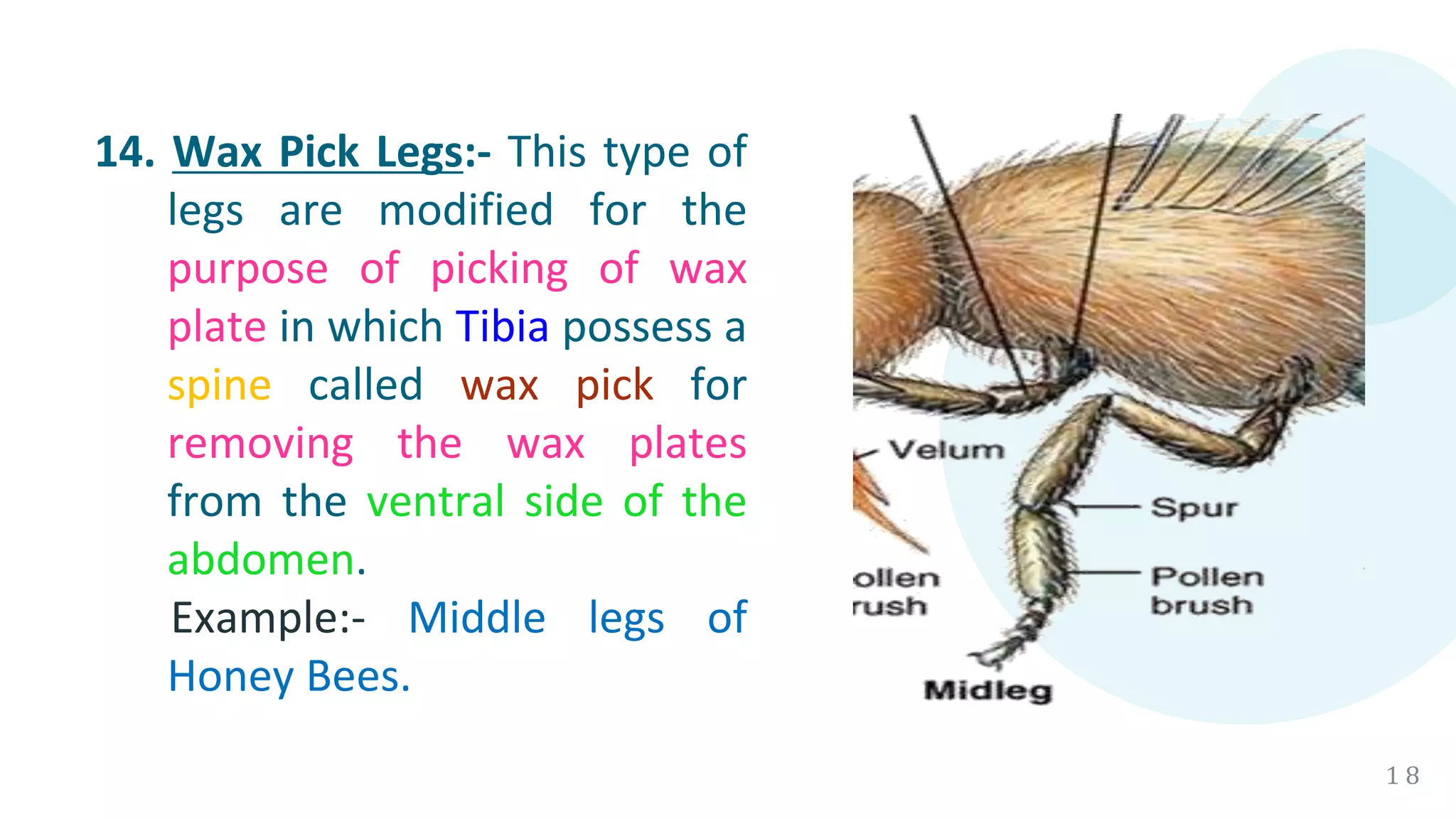 Insect Leg: Structure and Modifications | PPTX