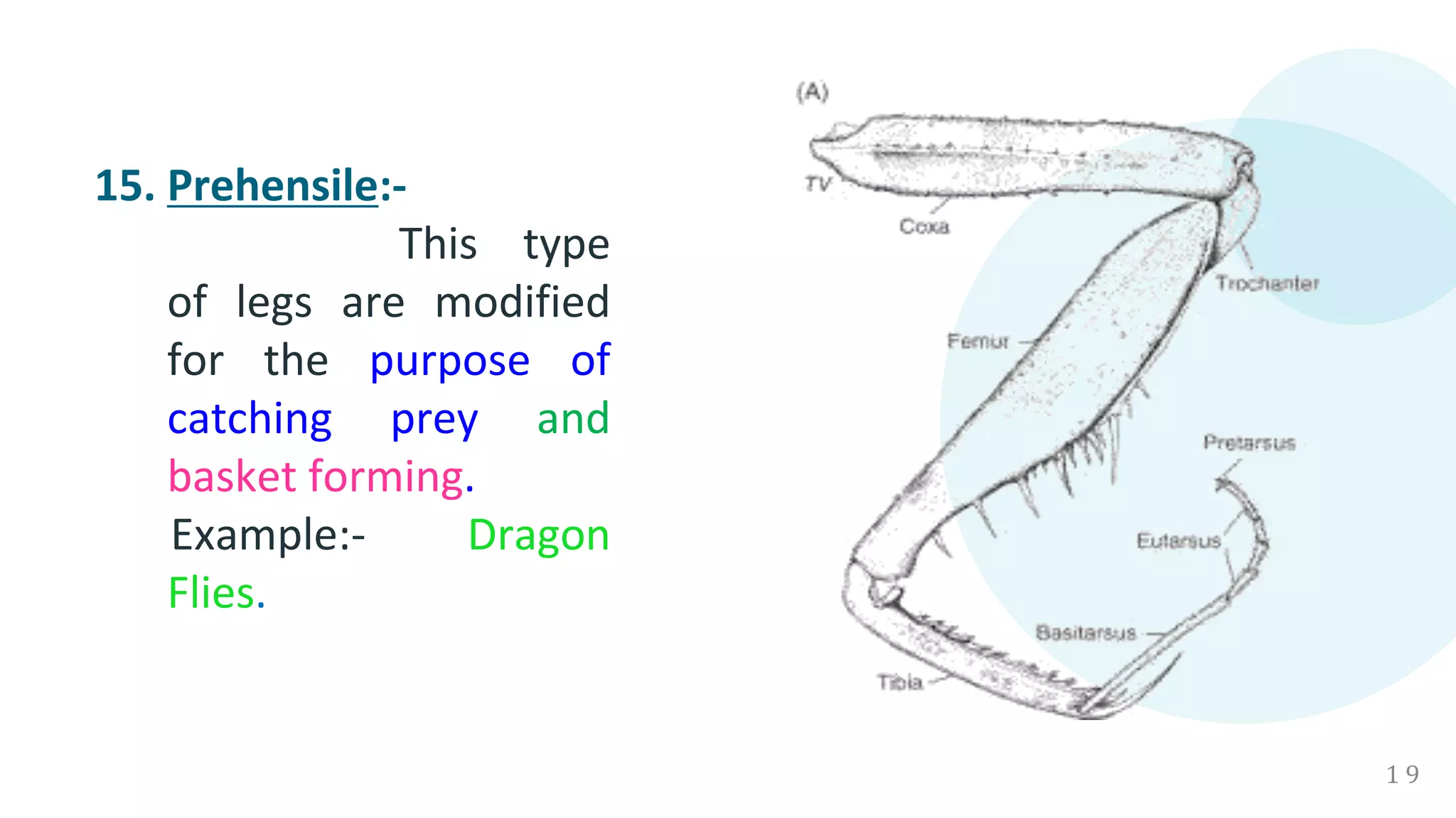 Insect Leg: Structure and Modifications | PPTX
