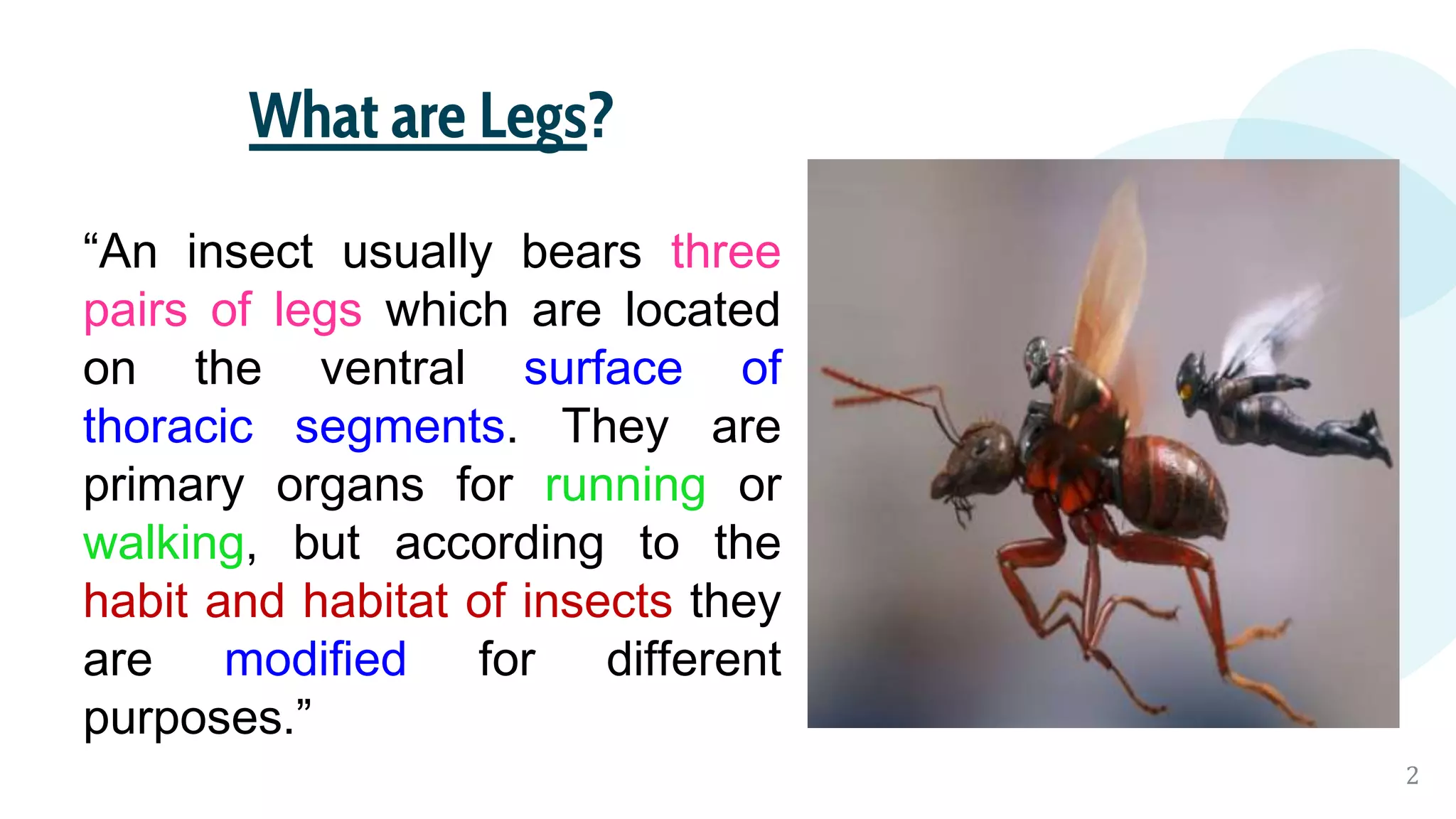 Insect Leg: Structure and Modifications | PPTX | Rowing | Sports