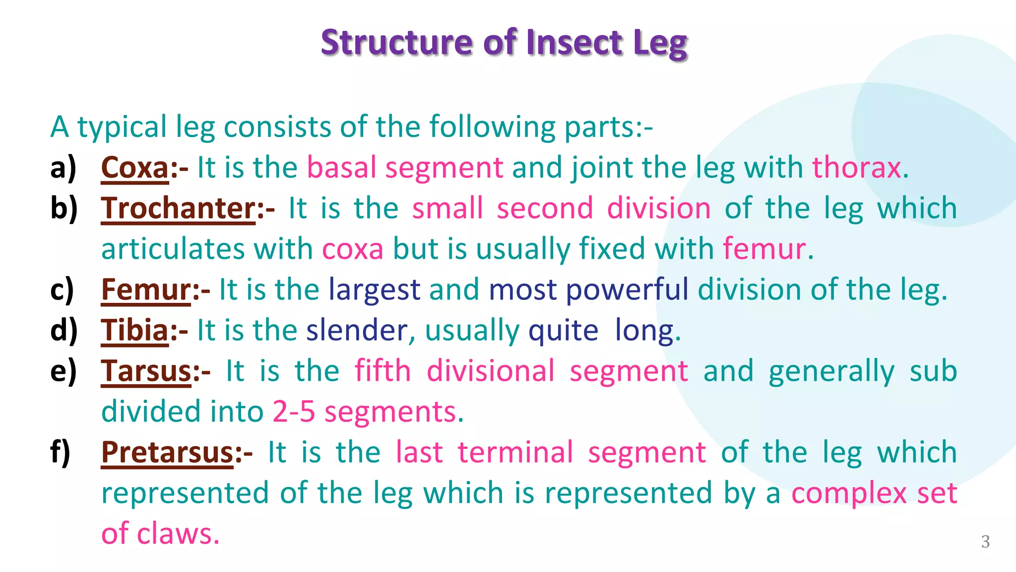 Insect Leg: Structure and Modifications | PPTX