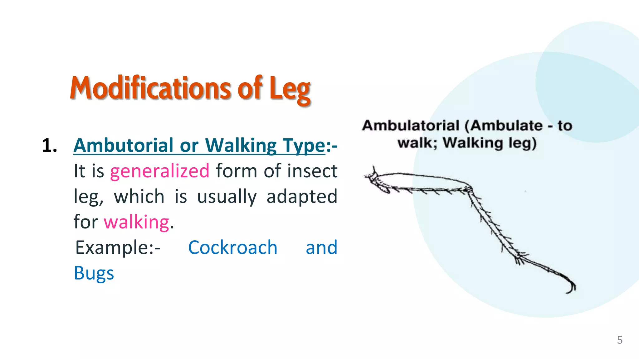 Insect Leg: Structure and Modifications | PPTX