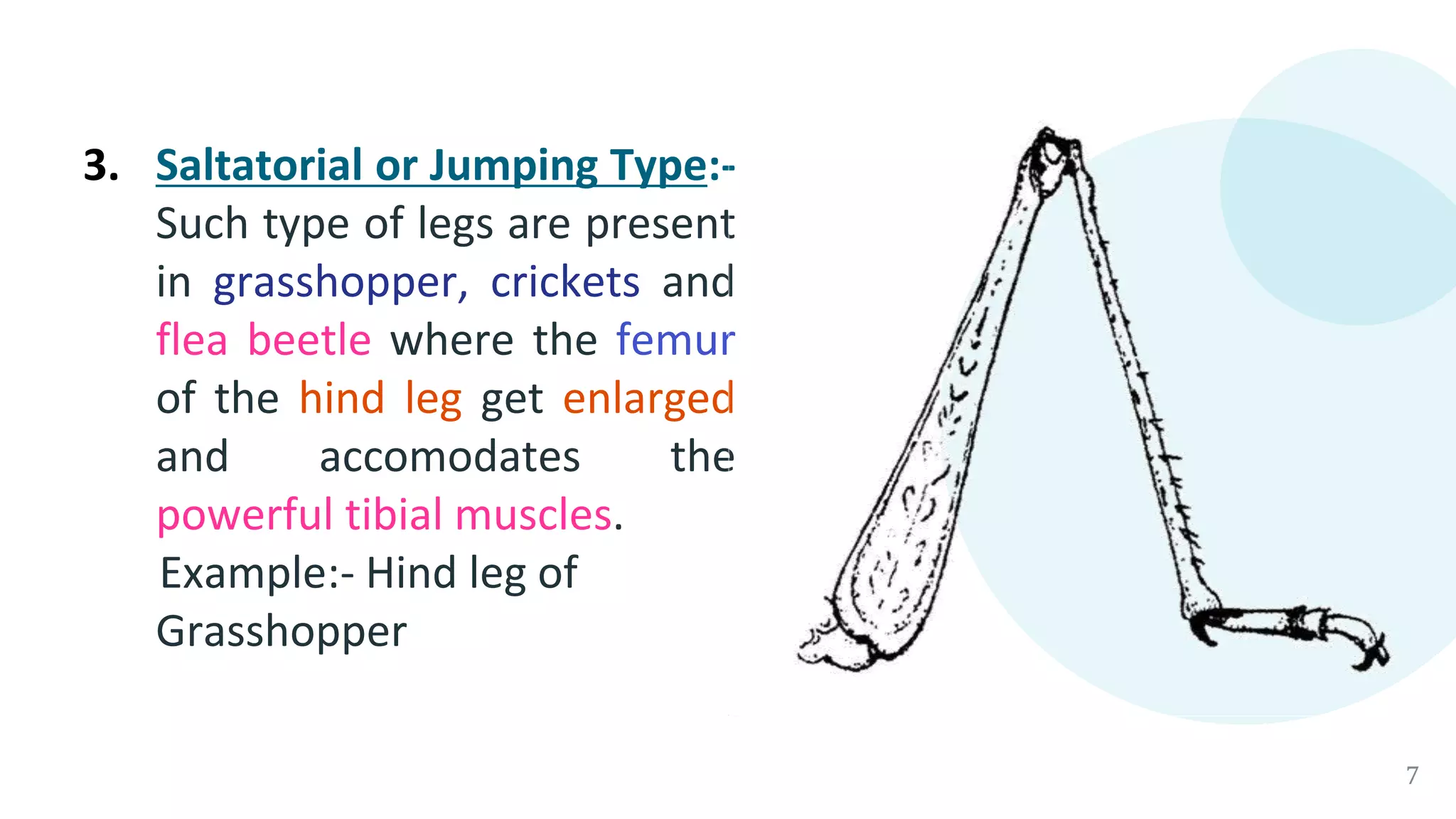 Insect Leg: Structure and Modifications | PPTX