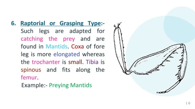 Insect Leg: Structure and Modifications | PPTX | Rowing | Sports