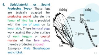 Insect Leg: Structure and Modifications | PPTX