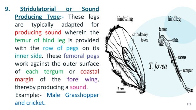 Insect Leg: Structure and Modifications | PPTX | Rowing | Sports